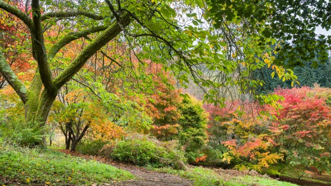 Autumn colour: Winkworth │ Surrey | National Trust