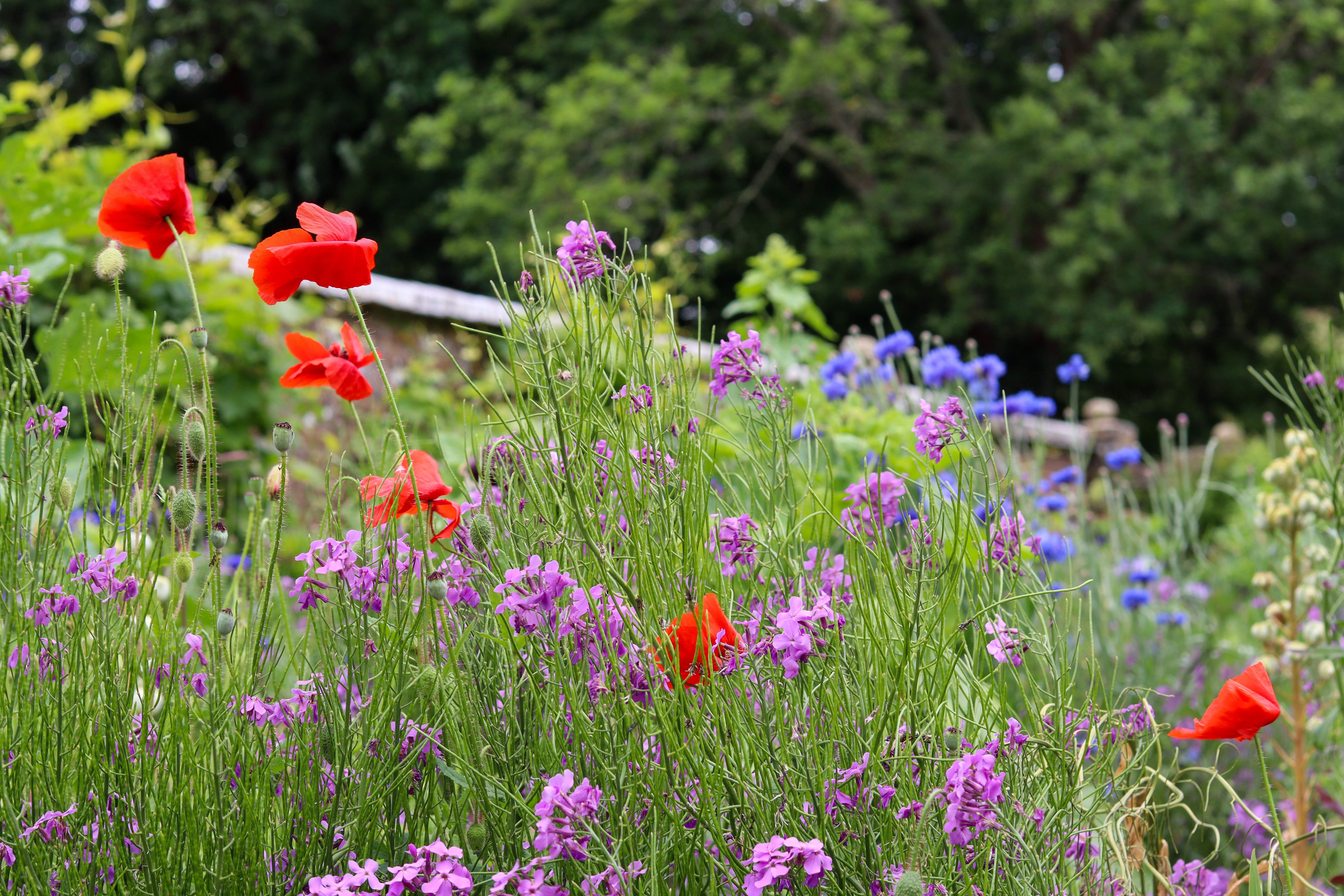 Visiting Bateman's garden| East Sussex | National Trust