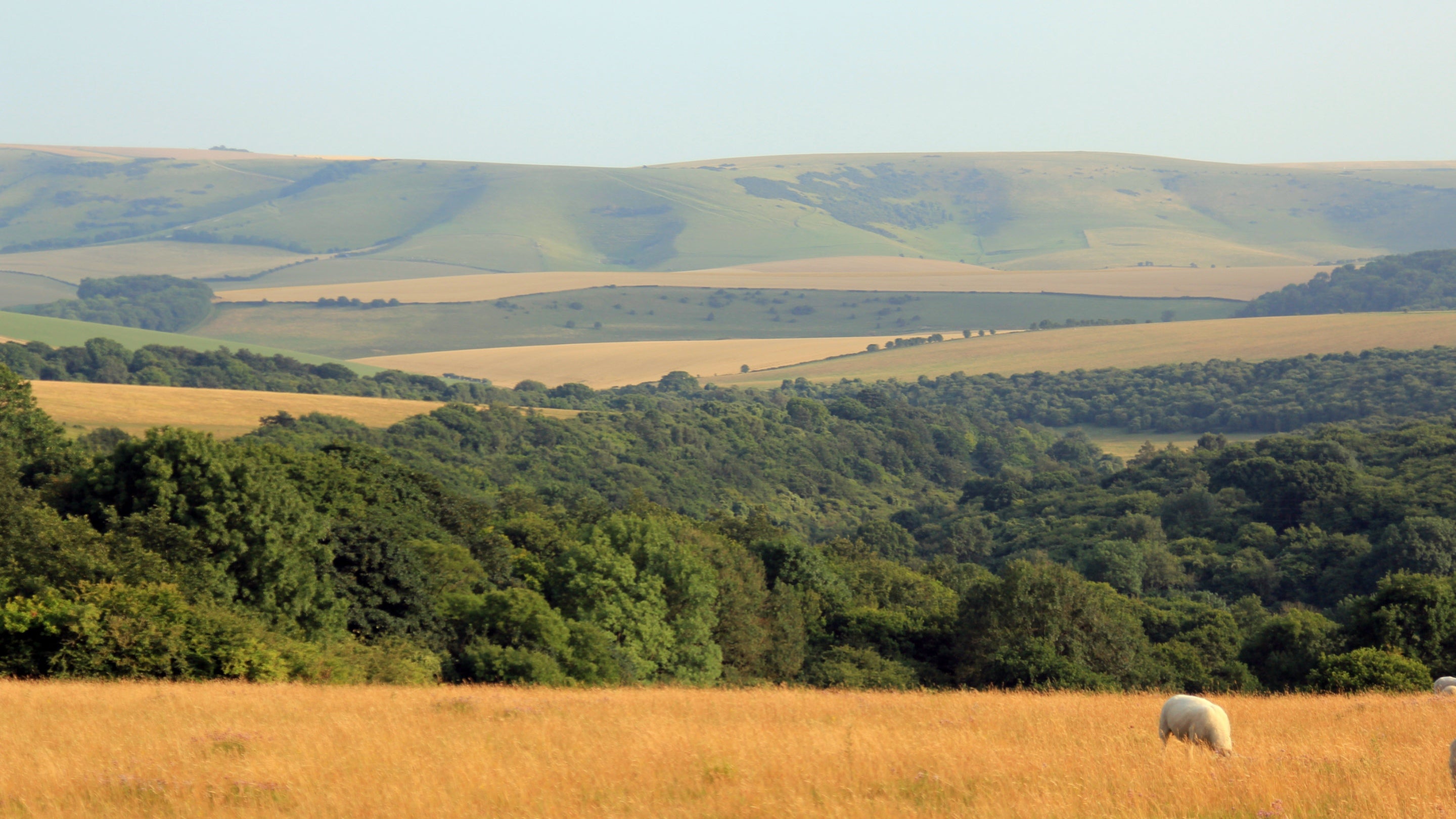 Countryside and woodland | Sussex | National Trust
