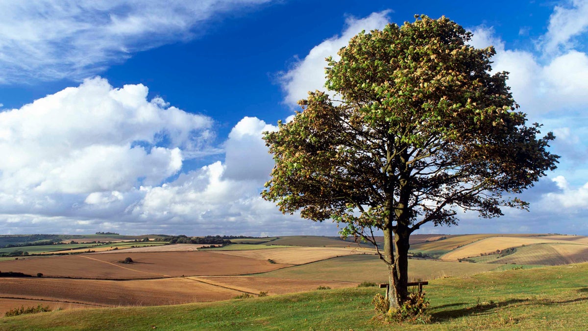 Visiting Cissbury Ring | W Sussex | National Trust