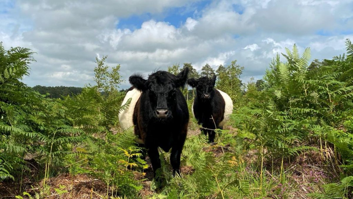 Lavington Common | Sussex | National Trust