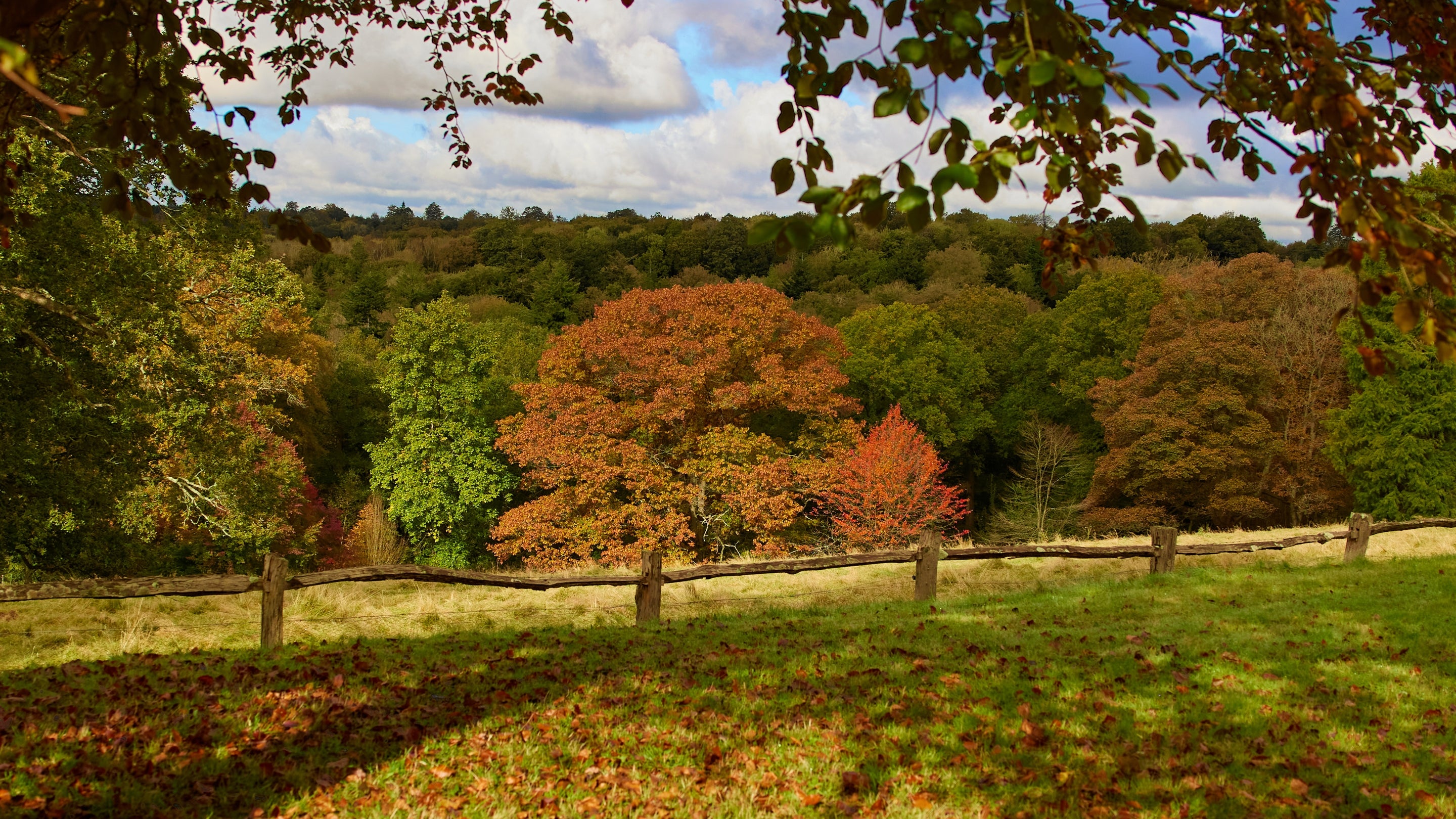 Visiting the Nymans woodlands | West Sussex | National Trust