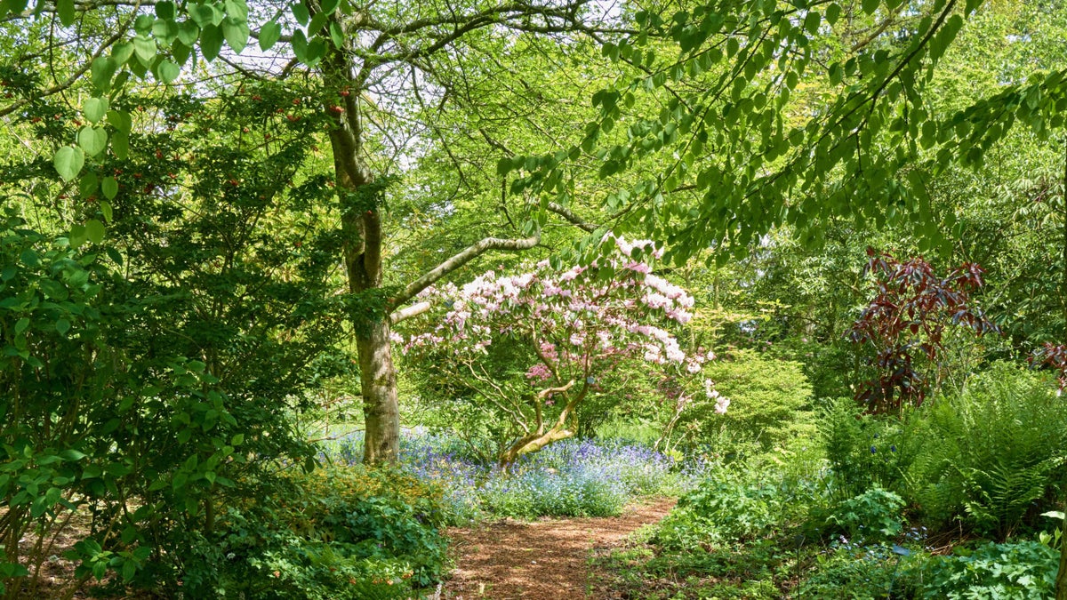 Trees and plants | National Trust