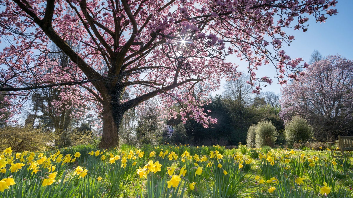 Plant a tree for charity | National Trust
