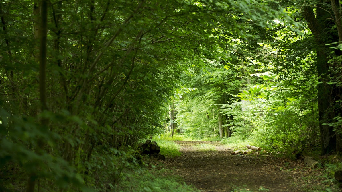 Visiting the Nymans woodlands | West Sussex | National Trust