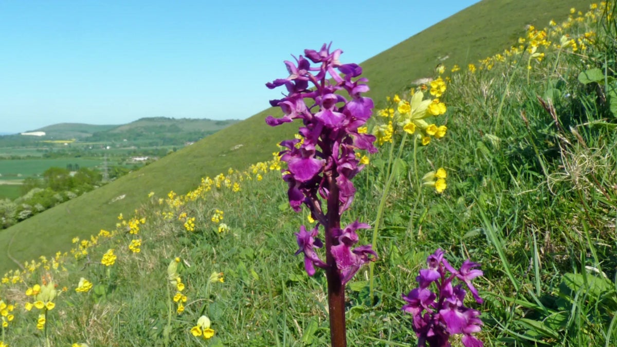 Saddlescombe Farm walk | Sussex | National Trust