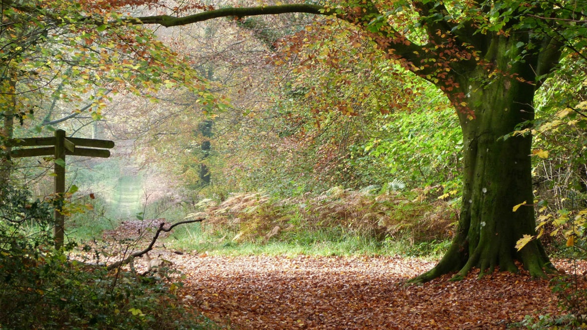 A Roman ramble to Gumber Farm | Sussex | National Trust