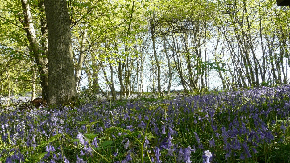 Walk from Standen through Rockinghill, Jenkins Shaw and Hollybush Woods ...
