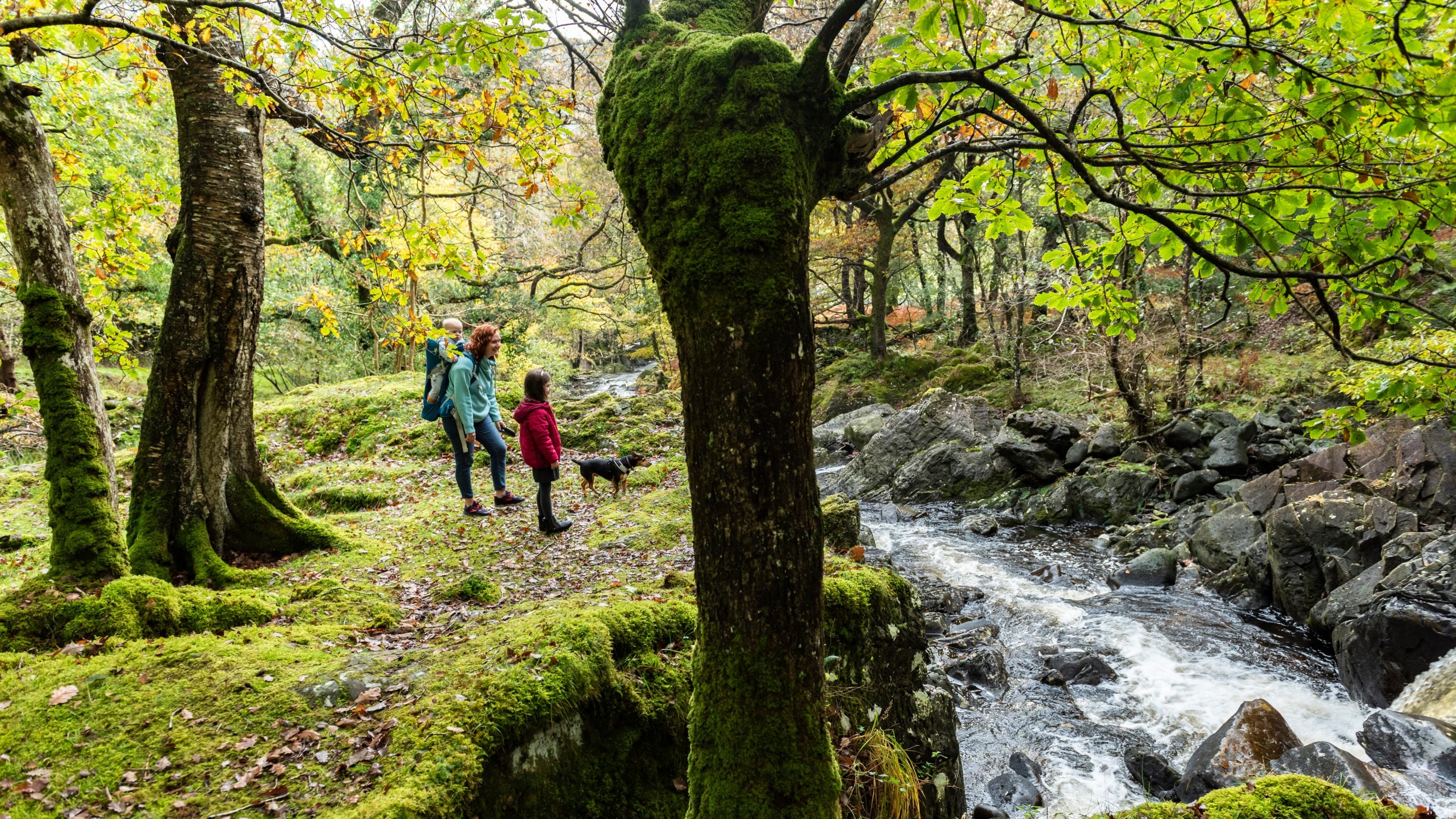 Forest bathing | Mindfulness | Woodlands | National Trust