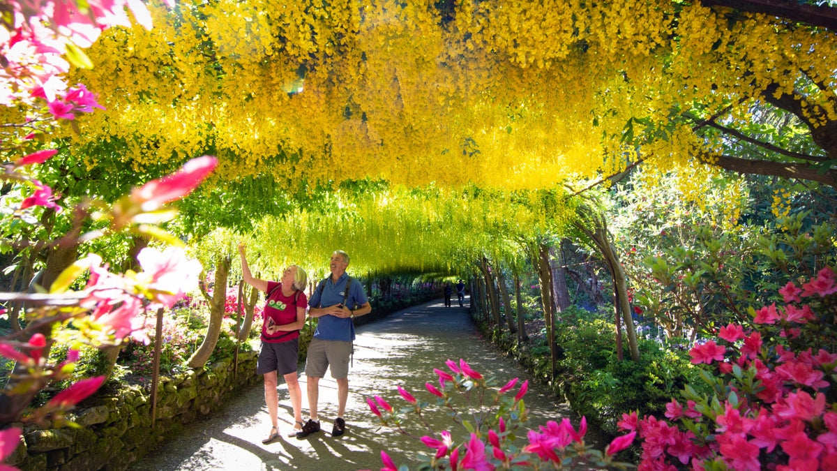 The Laburnum Arch at Bodnant Garden | National Trust