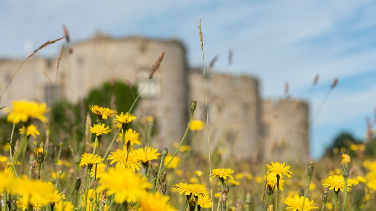 Meadows to visit in Wales | National Trust