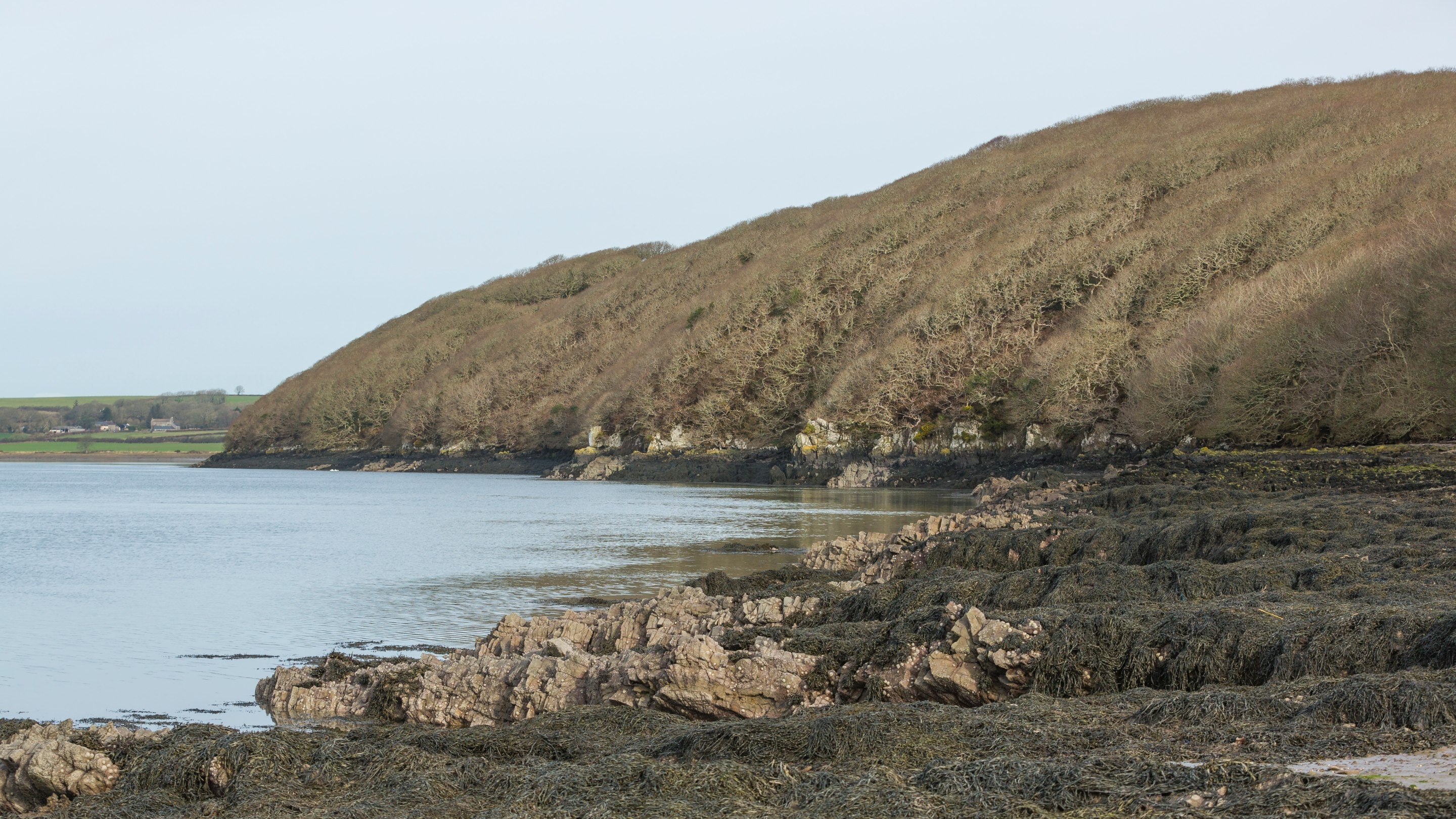 Visit Cleddau Woodlands|Wales | National Trust