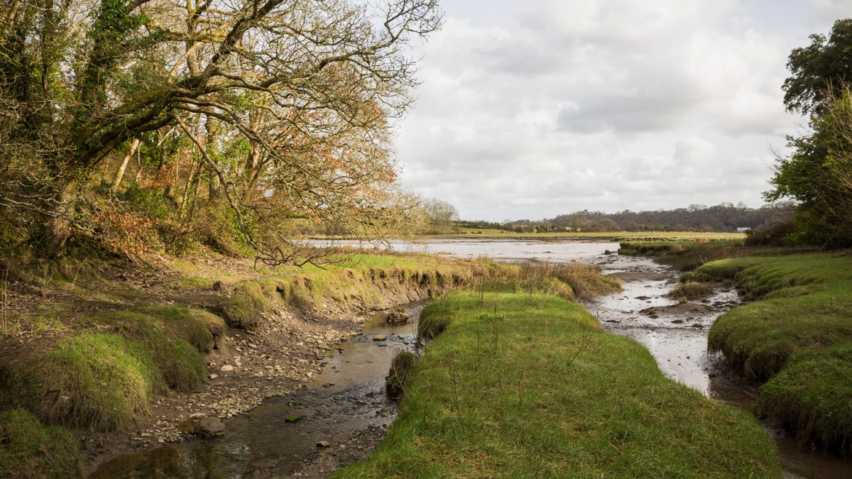 Cleddau Woodlands | Pembrokeshire | Wales | National Trust