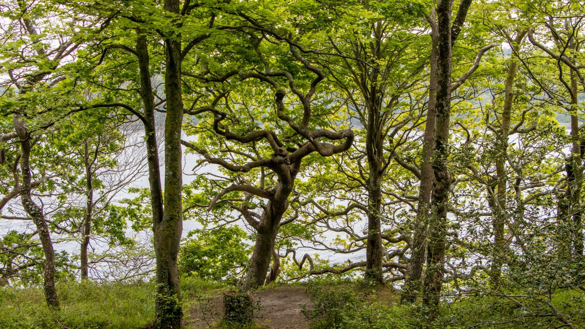 Visit Cleddau Woodlands|Wales | National Trust