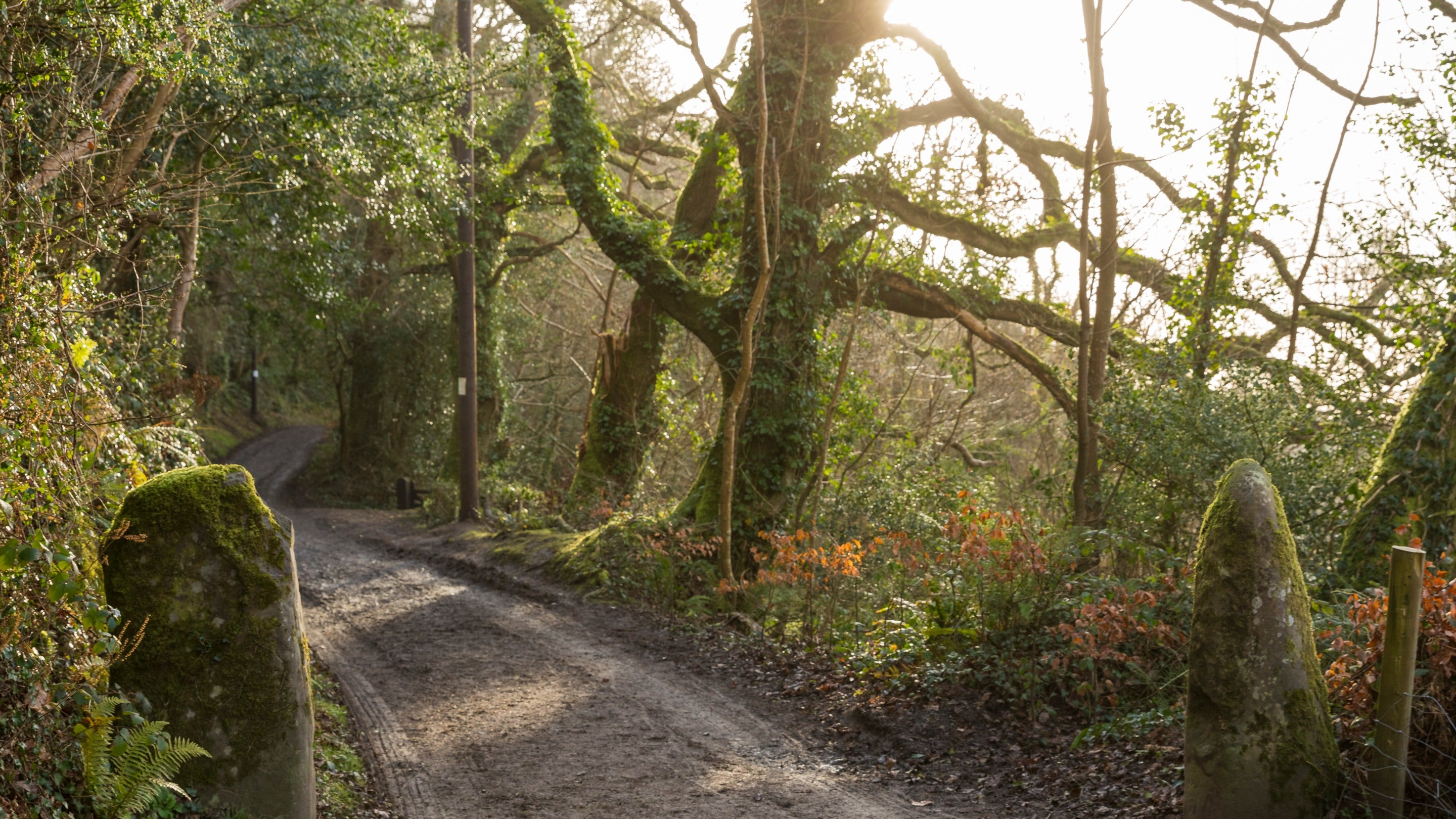 Colby Woodland Garden | Pembrokeshire | National Trust