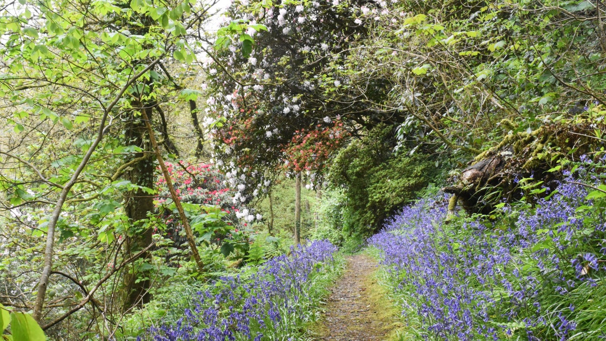 Visit the garden at Colby Woodland | Wales | National Trust