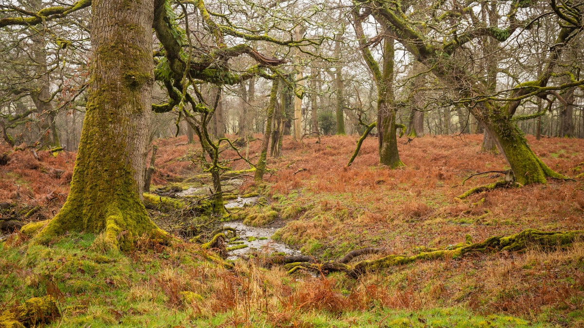 Ancient tree walks | National Trust | National Trust