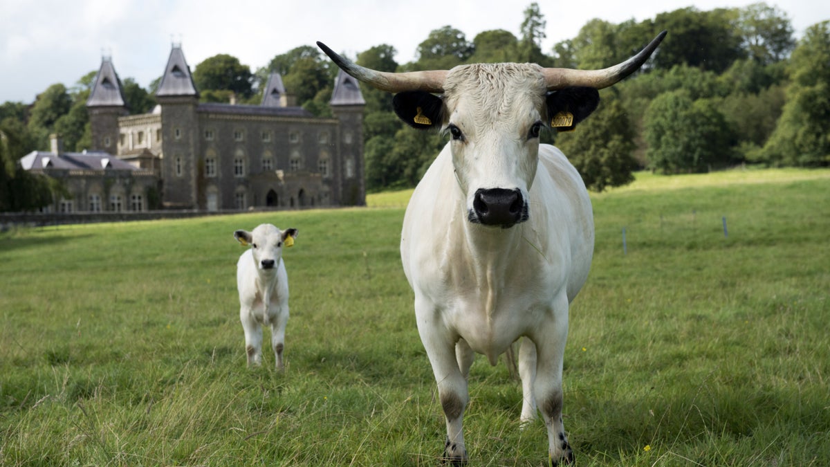 The White Park Cattle I Wales | National Trust