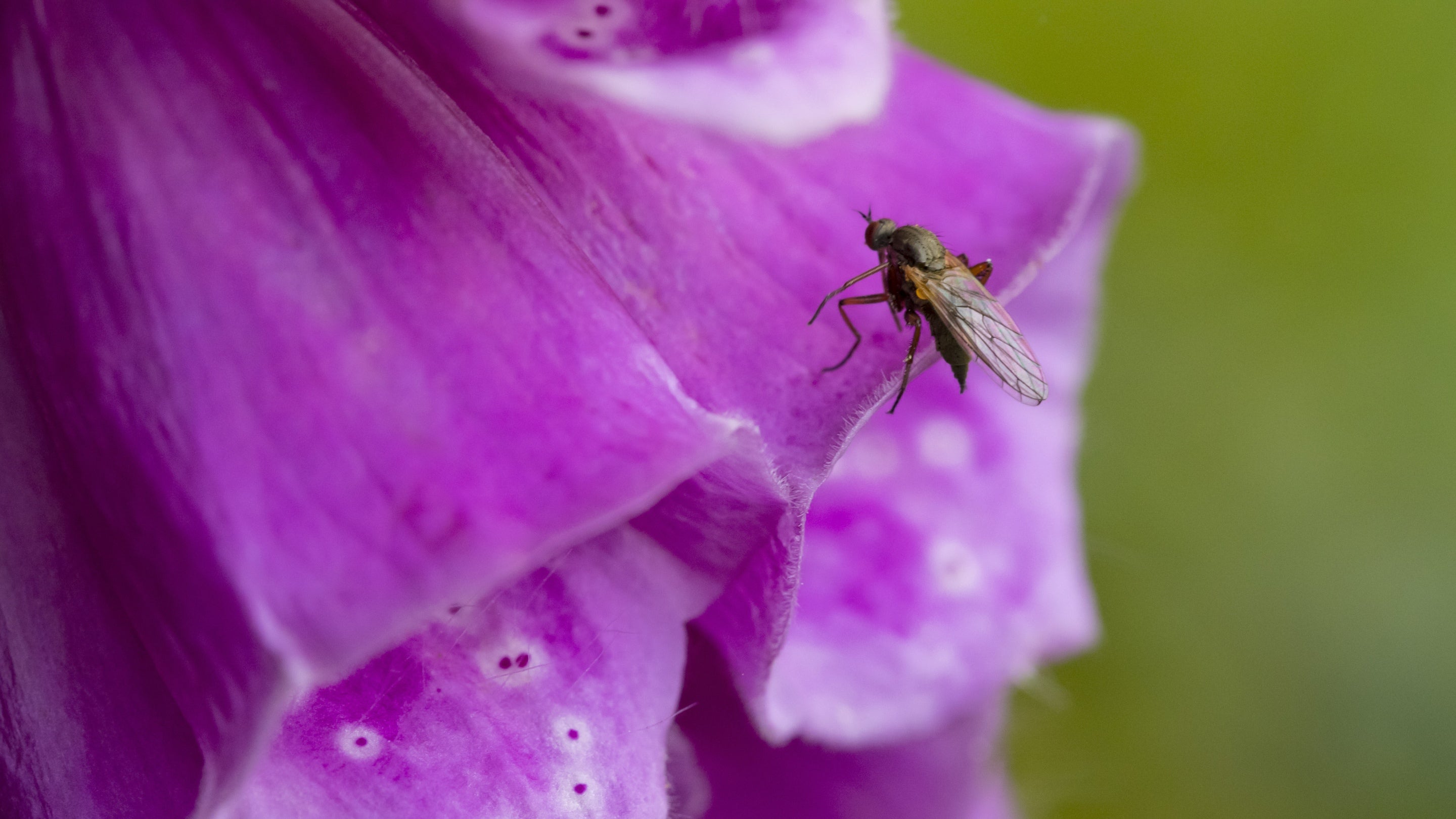 Visit the Dolaucothi Estate |Wales | National Trust