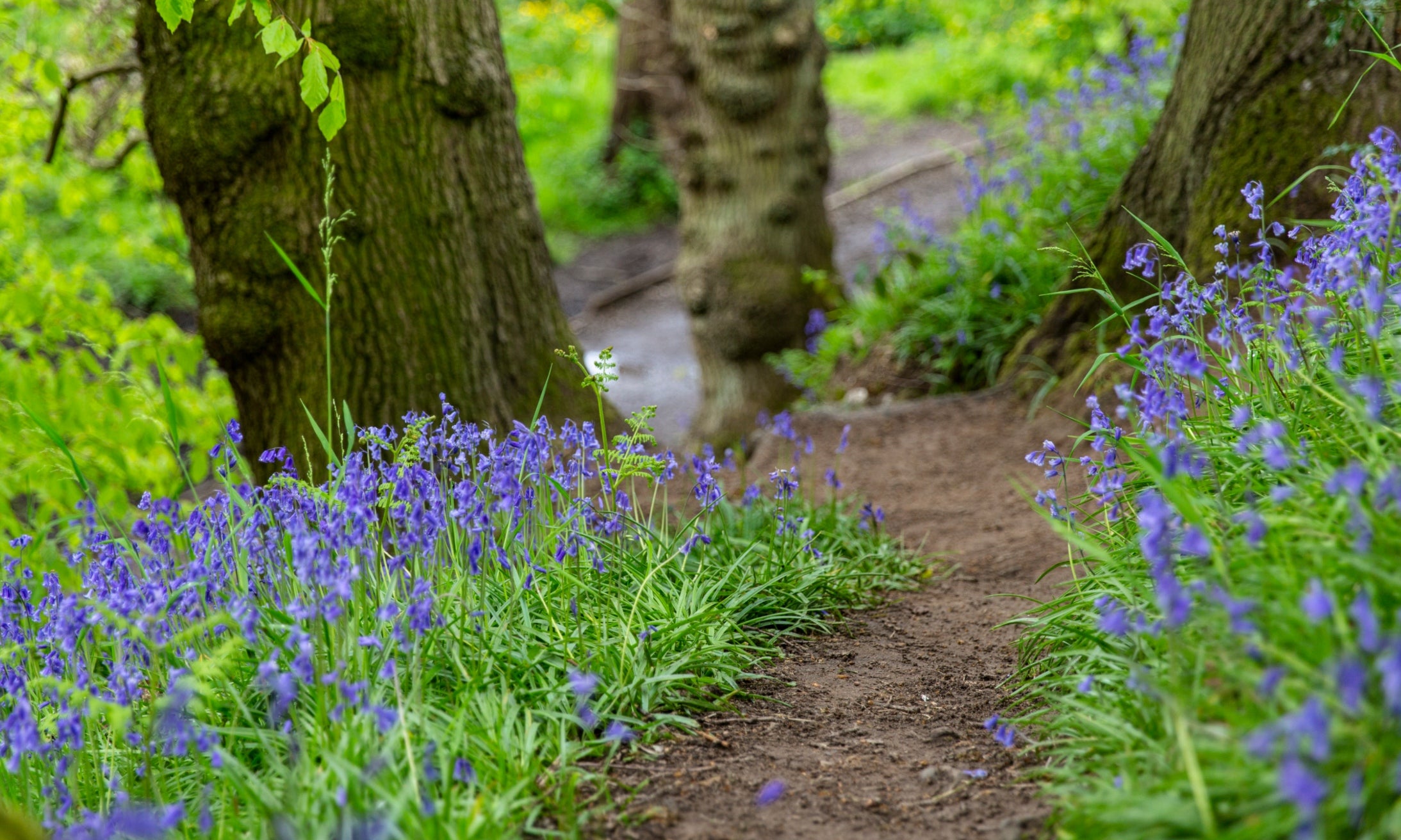 Visit the Dolaucothi Estate |Wales | National Trust