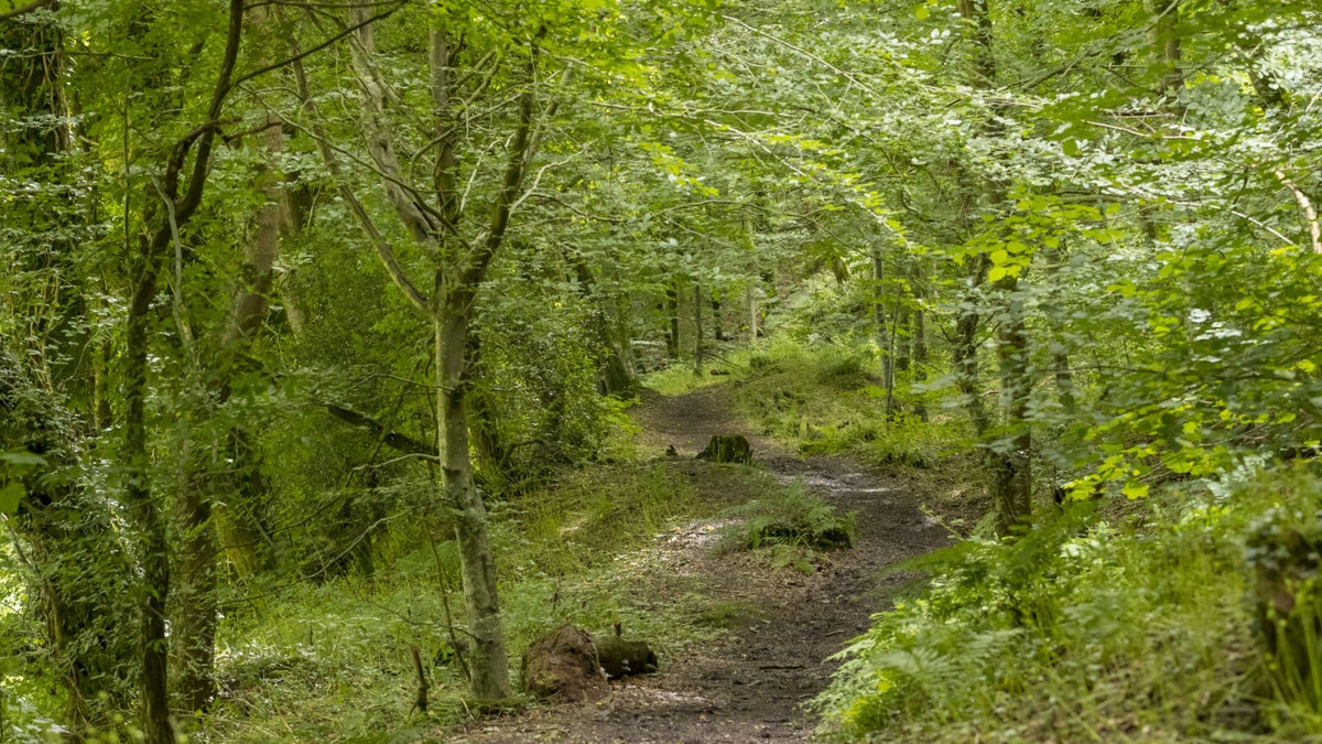 Dolaucothi Woodland trail | Wales | National Trust