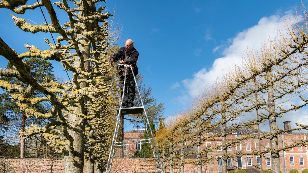 Pleaching the lime trees at Erddig | National Trust