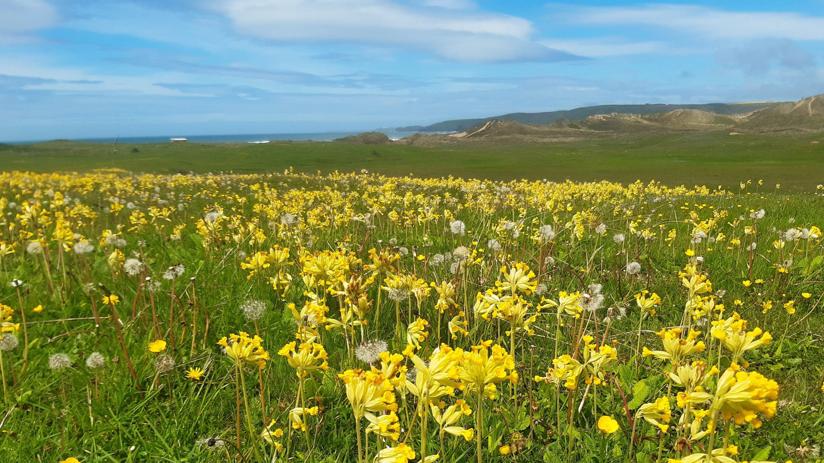 Freshwater West & Gupton Farm | Pembs | National Trust