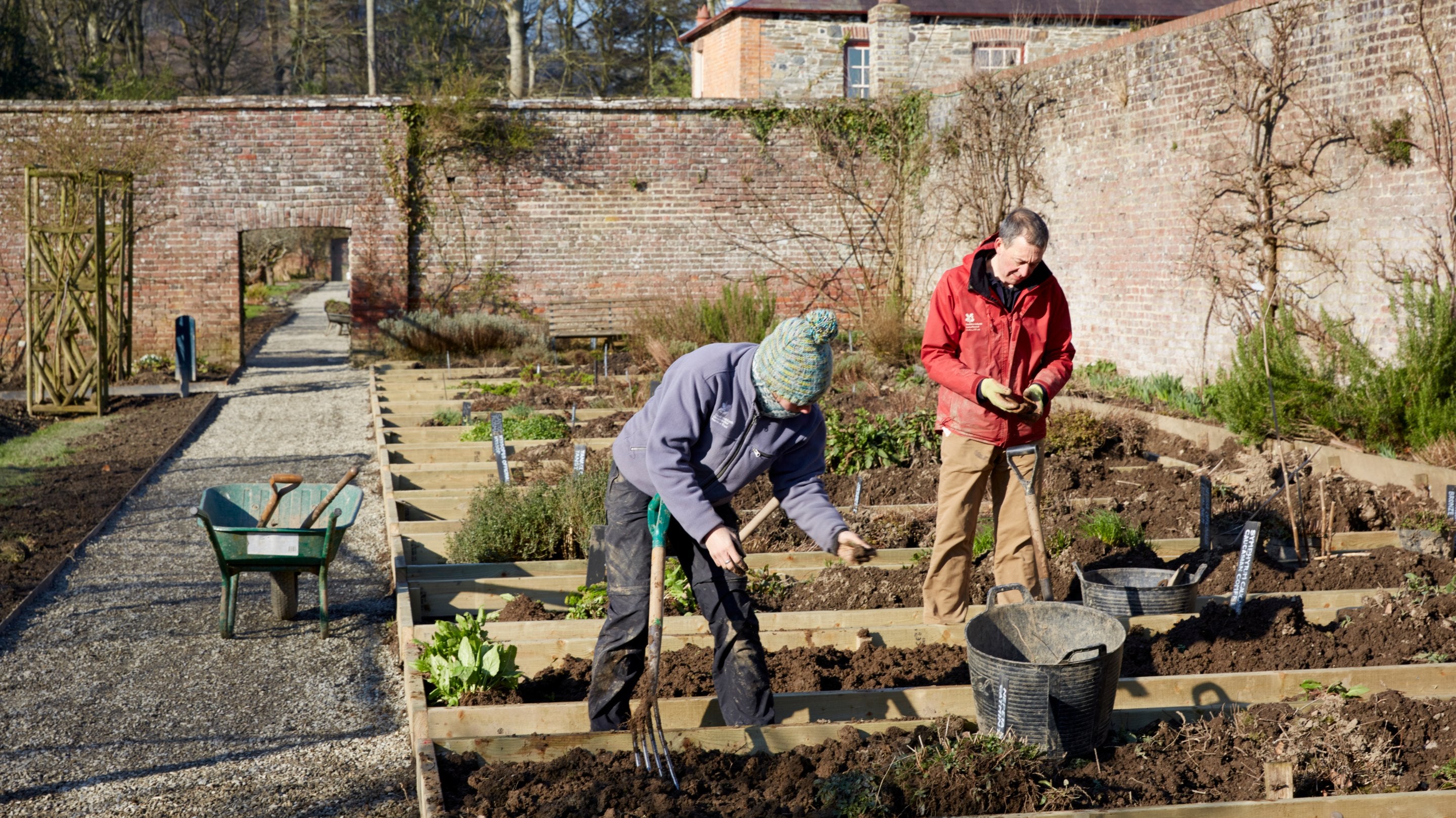 Tips for growing bluebells at home | National Trust