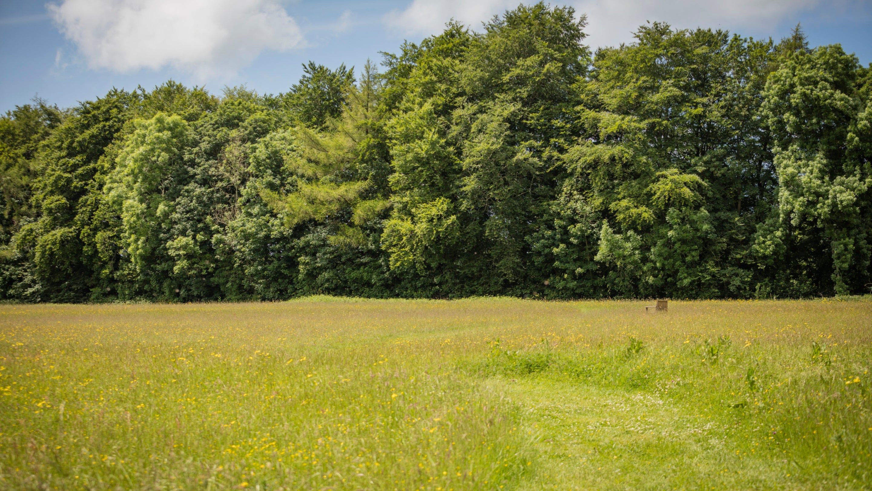 Visiting the garden: Plas Newydd |Anglesey | National Trust