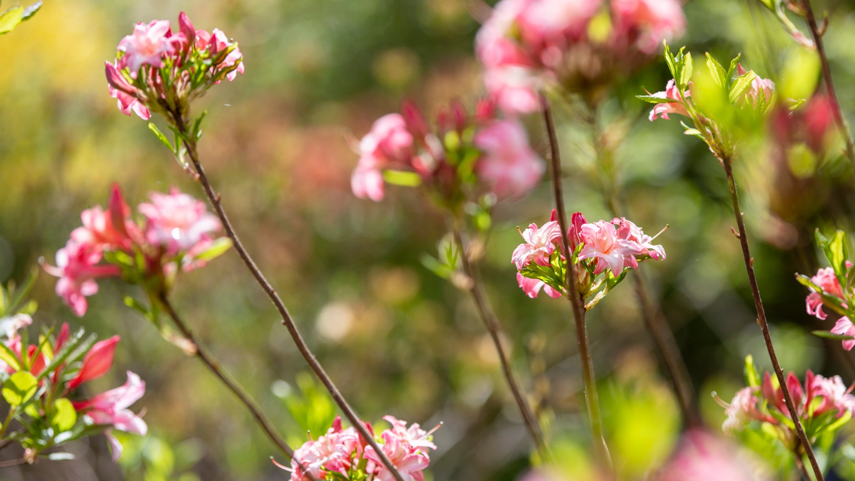 Visiting the garden: Plas Newydd |Anglesey | National Trust