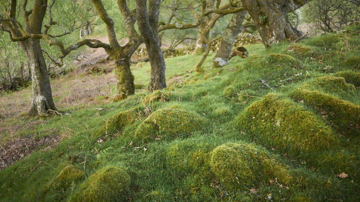 Visiting South Eryri (Snowdonia) | Wales | National Trust
