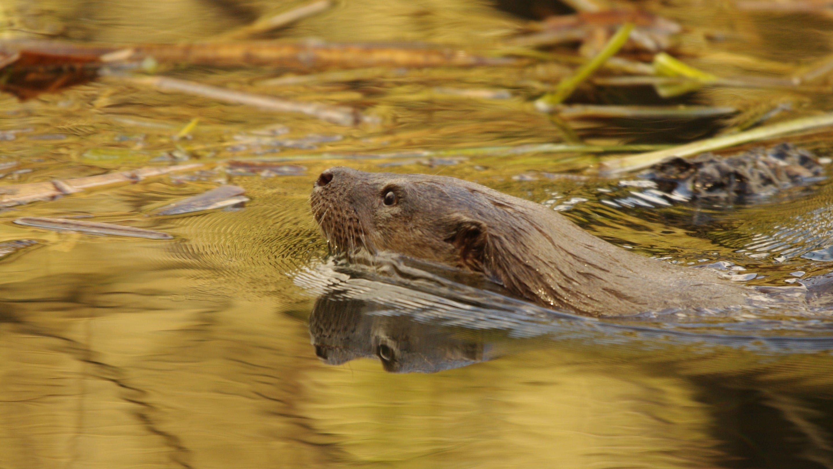 Wales | National Trust