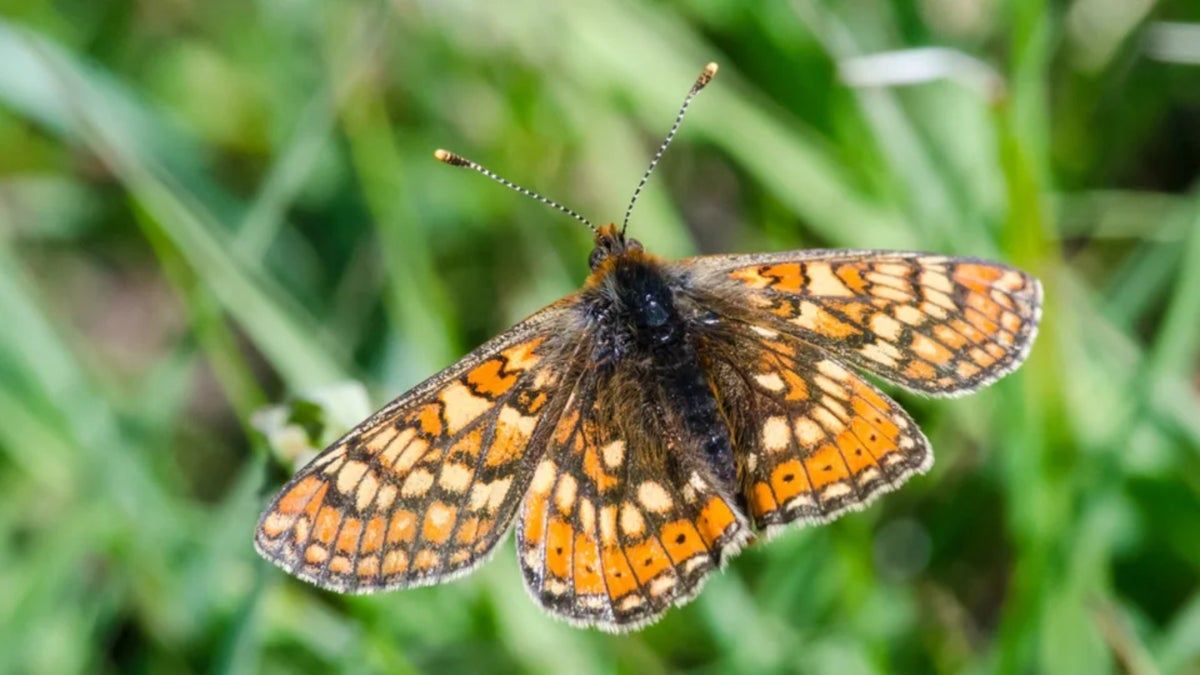 North Gower butterfly walk | South Wales | National Trust