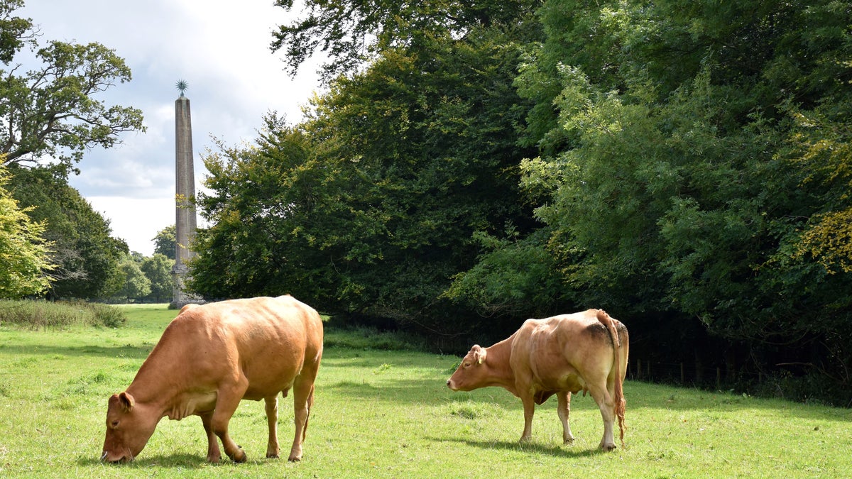 Terrace Ride walk at Stourhead | National Trust