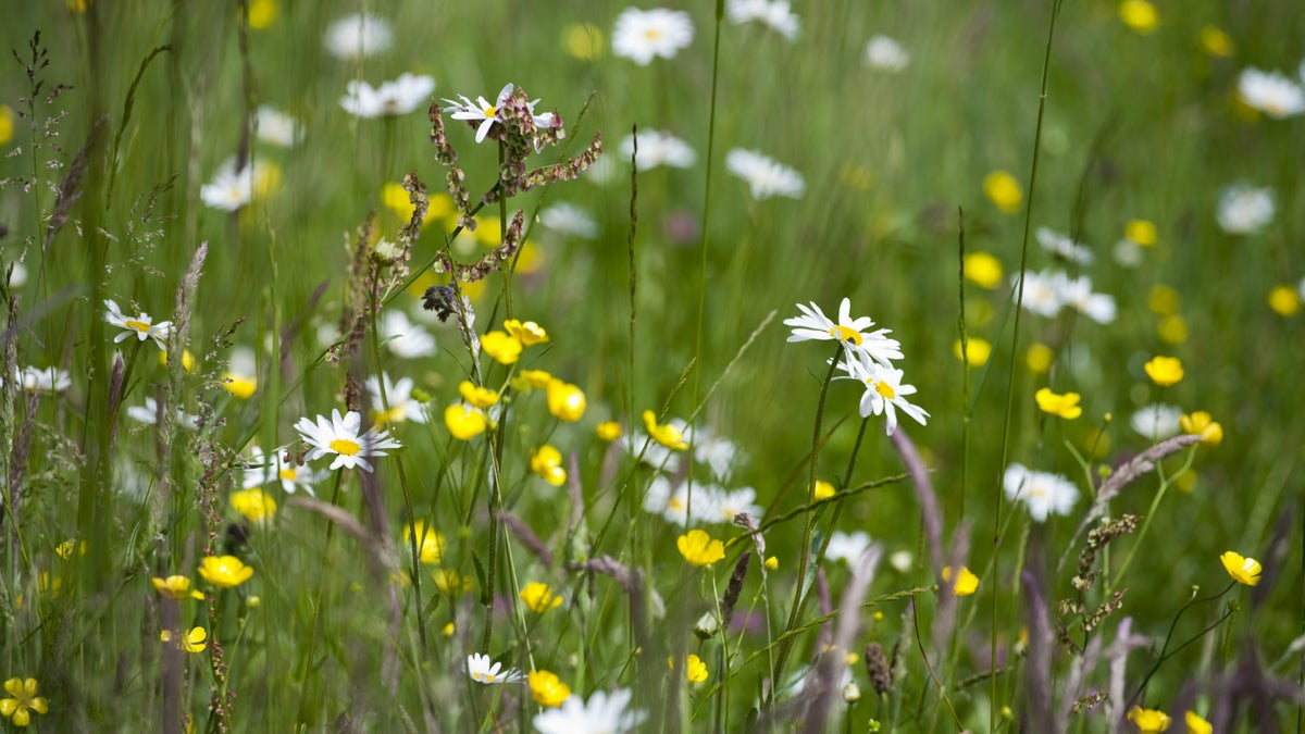 Sutton Lane Meadows circular nature walk | National Trust