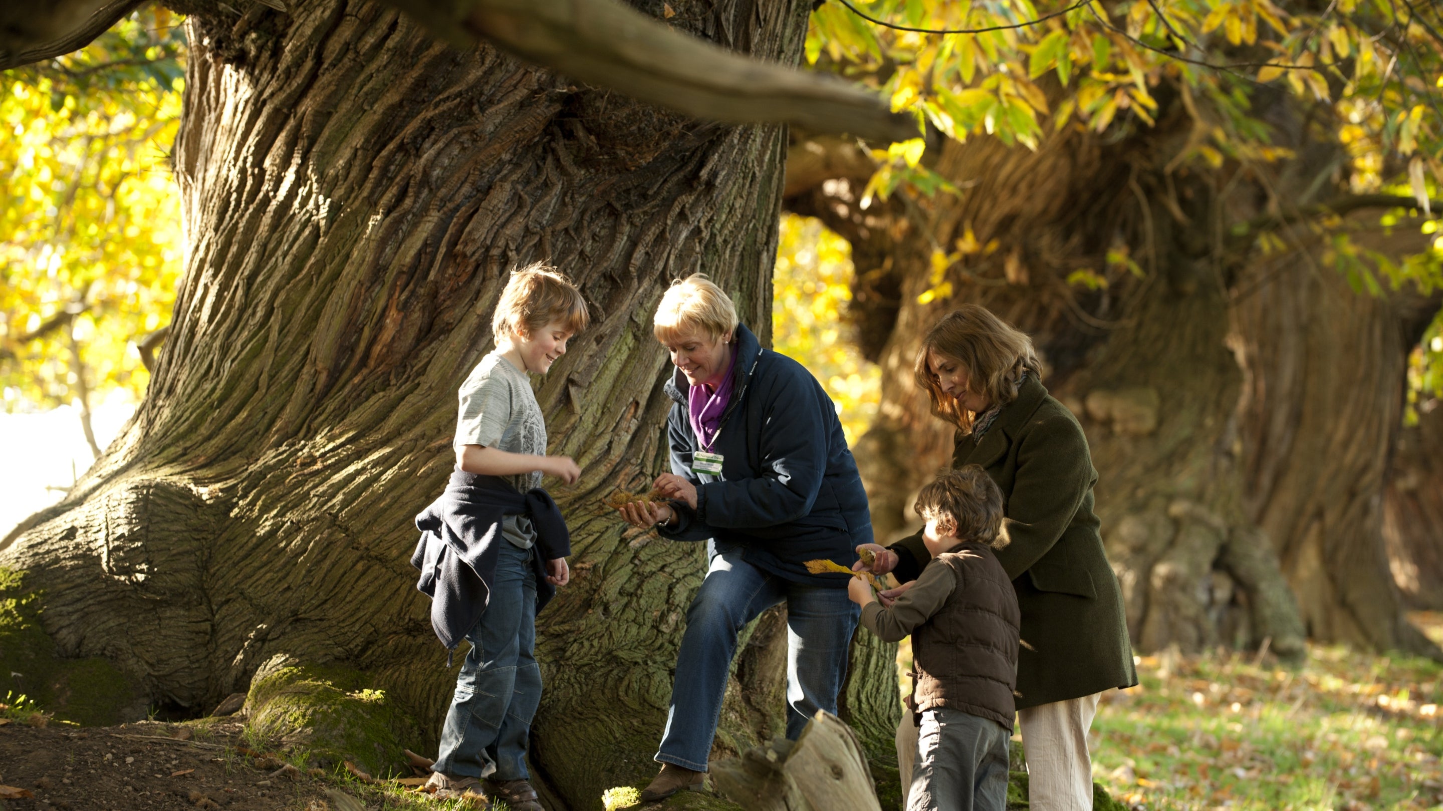 Ancient tree walks | National Trust | National Trust