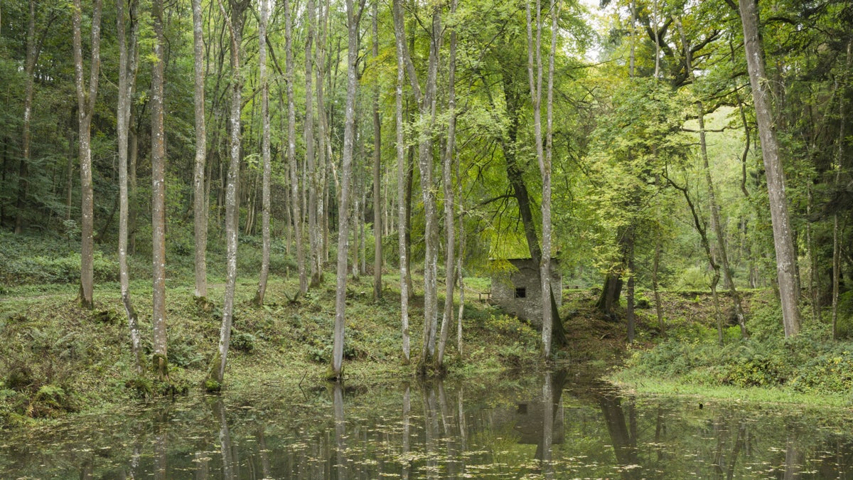 Croft Castle Highwood and Fishpool walk | National Trust