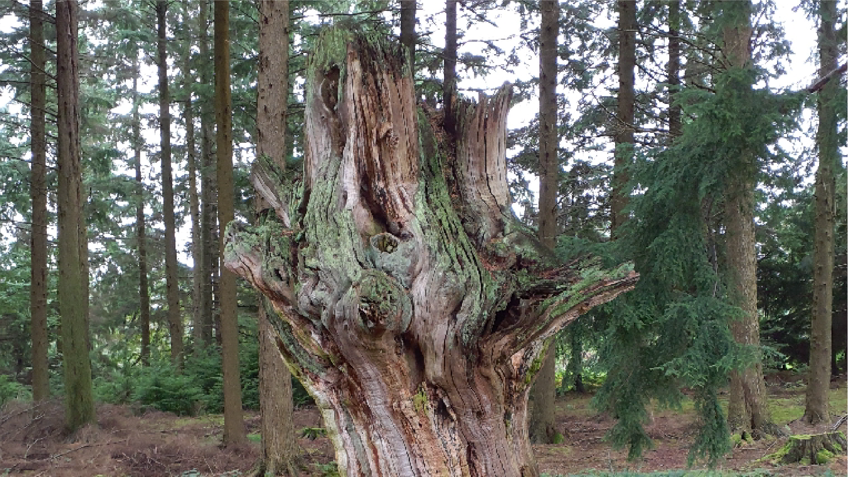 New art exhibition and walk at Croft Castle | National Trust