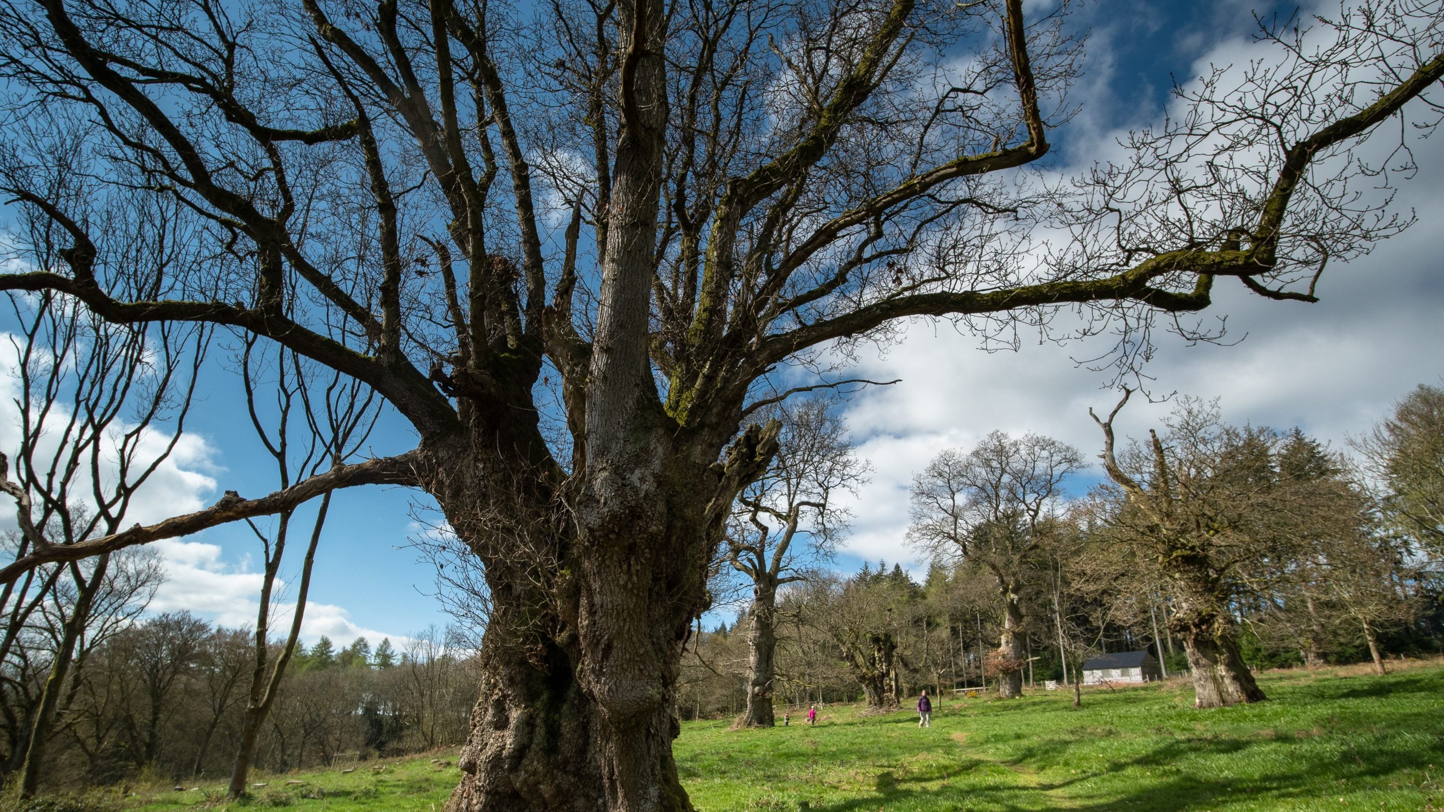 Visit Croft Castle parkland │ Herefordshire | National Trust