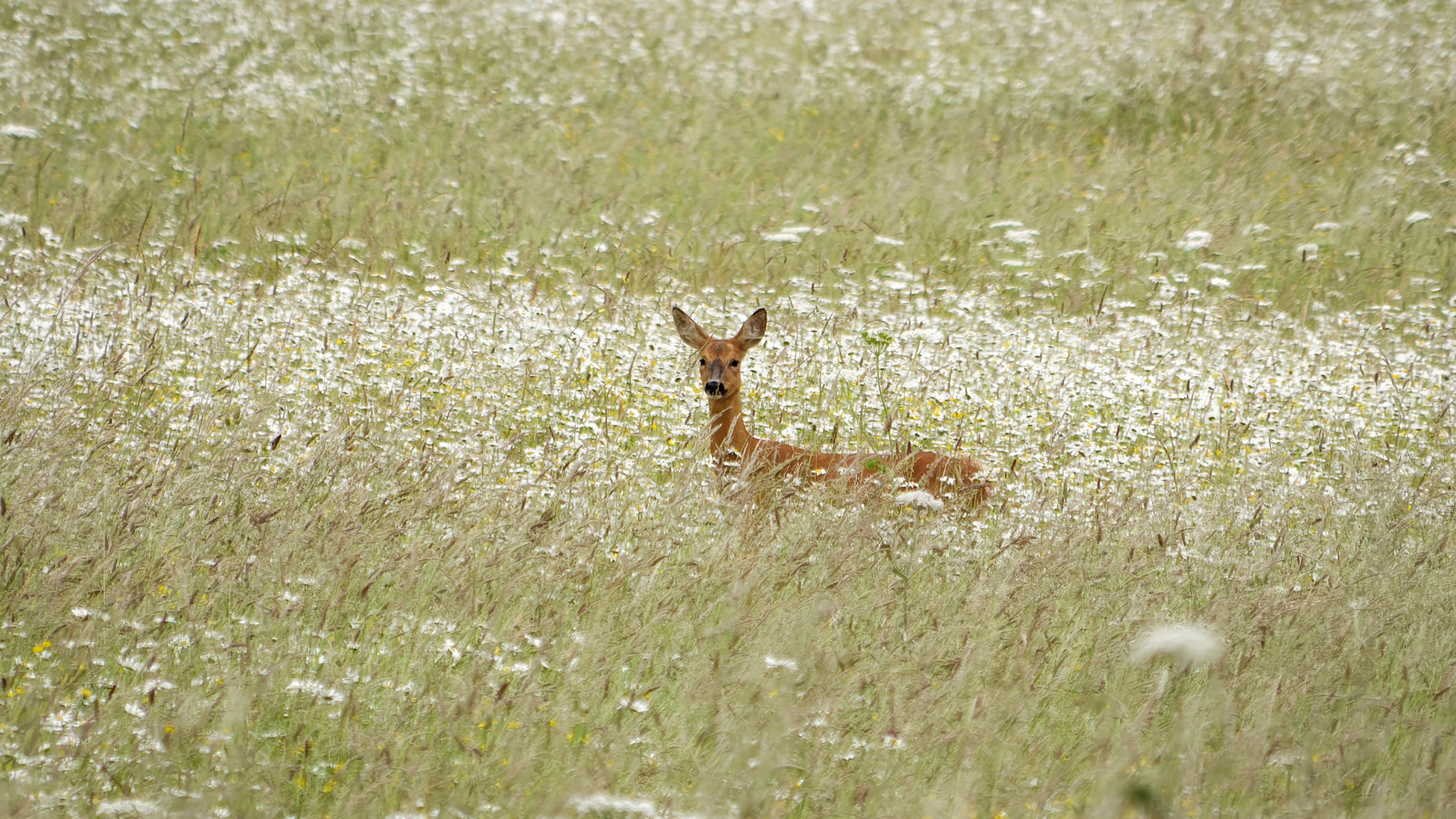 The parkland at Croome | Worcestershire | National Trust