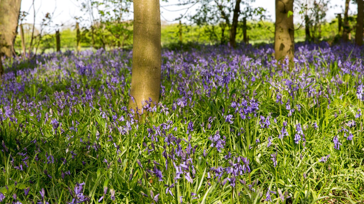 Beningbrough Newton walk | Yorkshire | National Trust