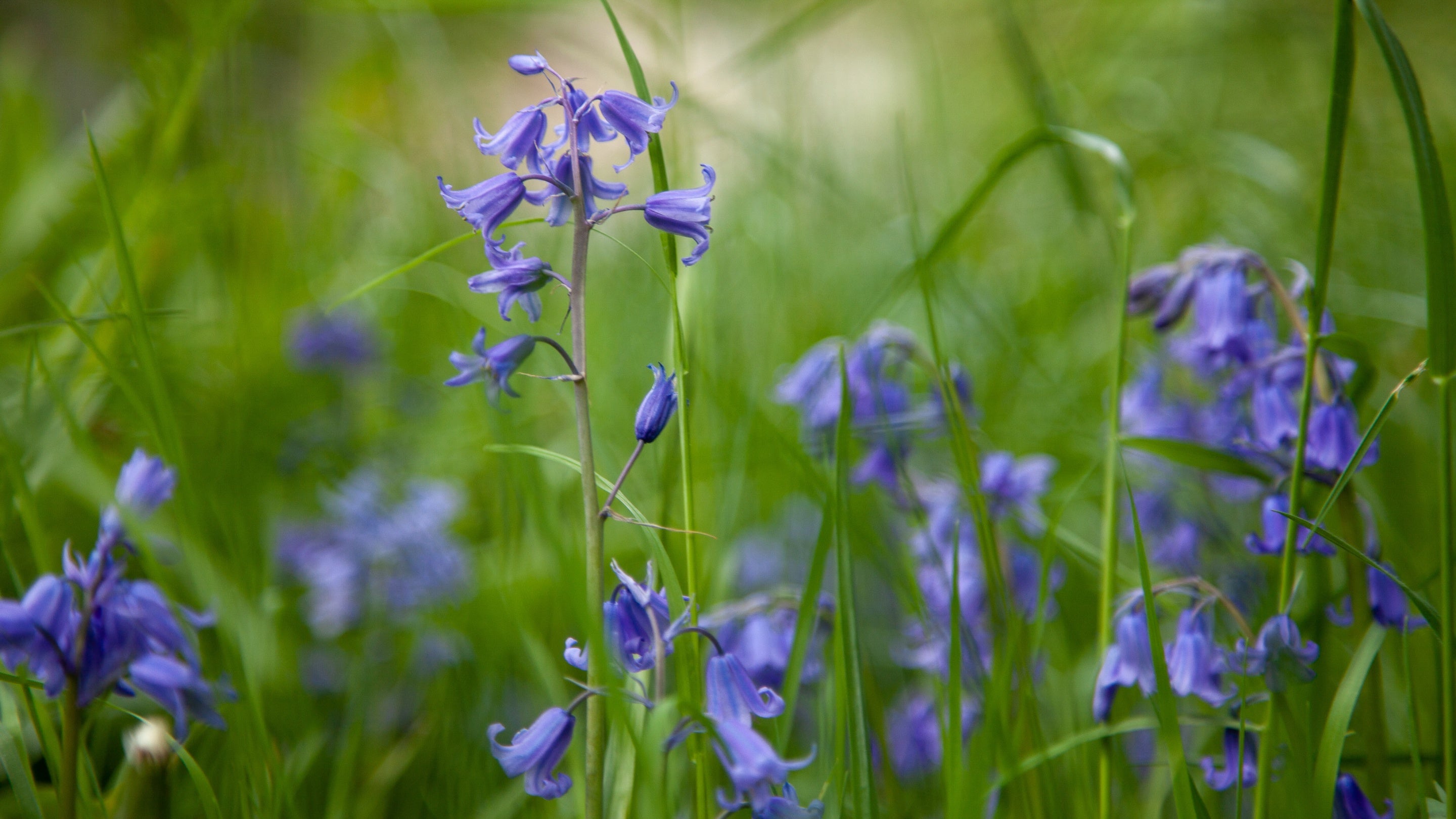 Visit East Riddlesden Hall garden | W Yorks | National Trust