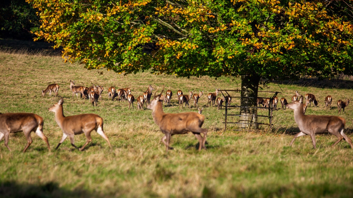Managing deer at Studley Royal │ Yorkshire | National Trust