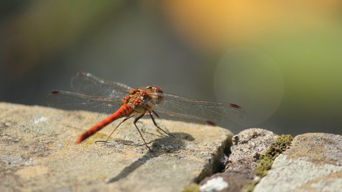 Visiting Goddards' garden | N Yorkshire | National Trust
