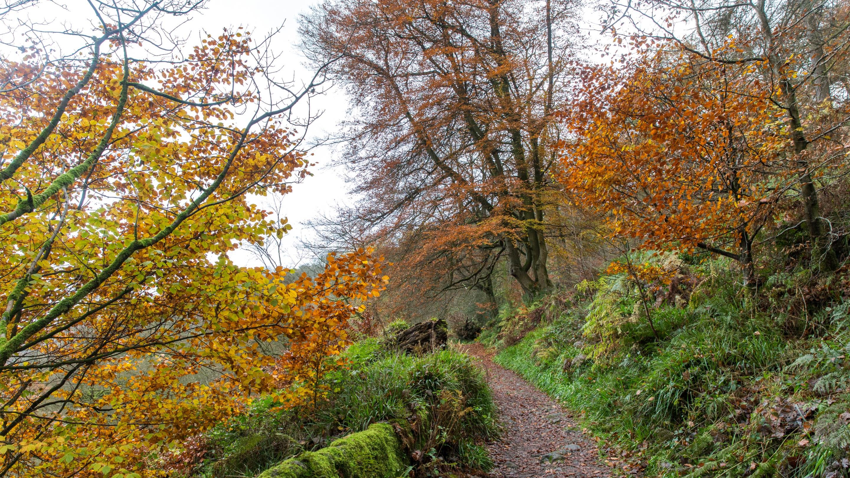 Discover Hardcastle Crags | W Yorkshire | National Trust