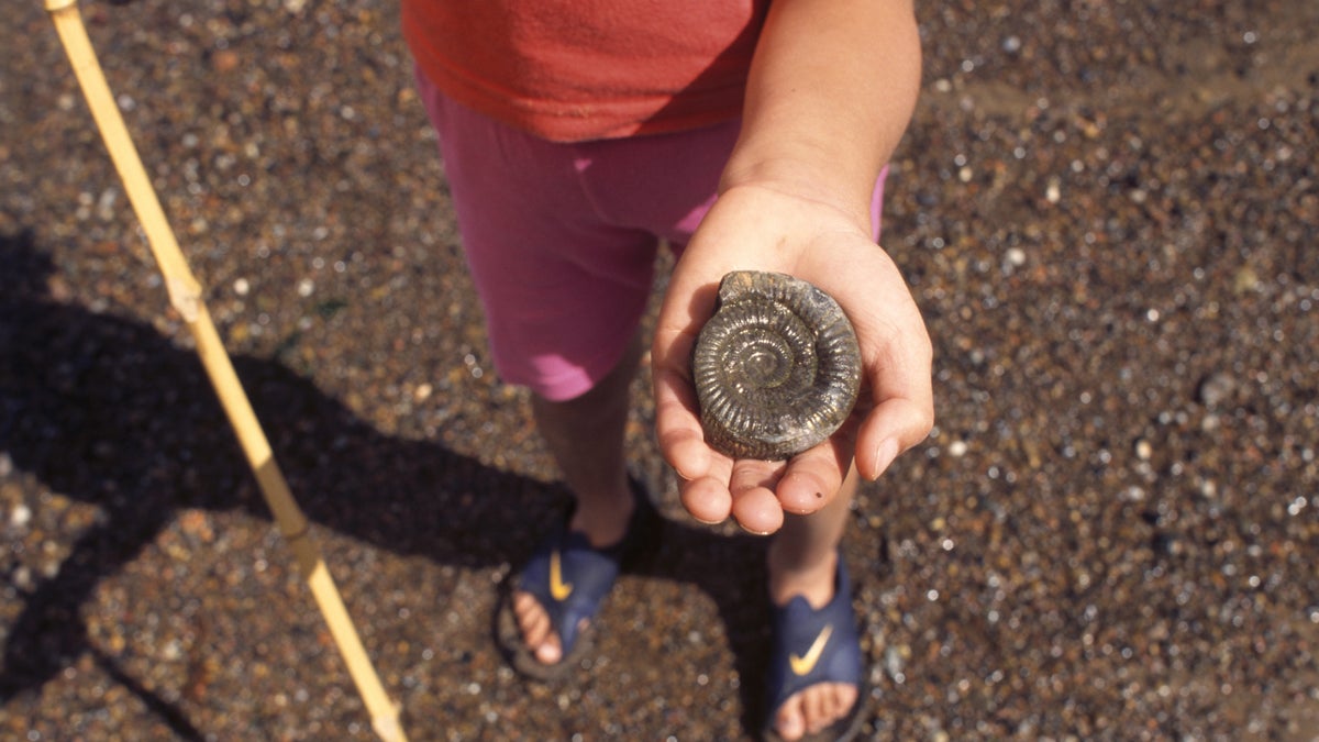 Best places to find fossils | Coast | National Trust