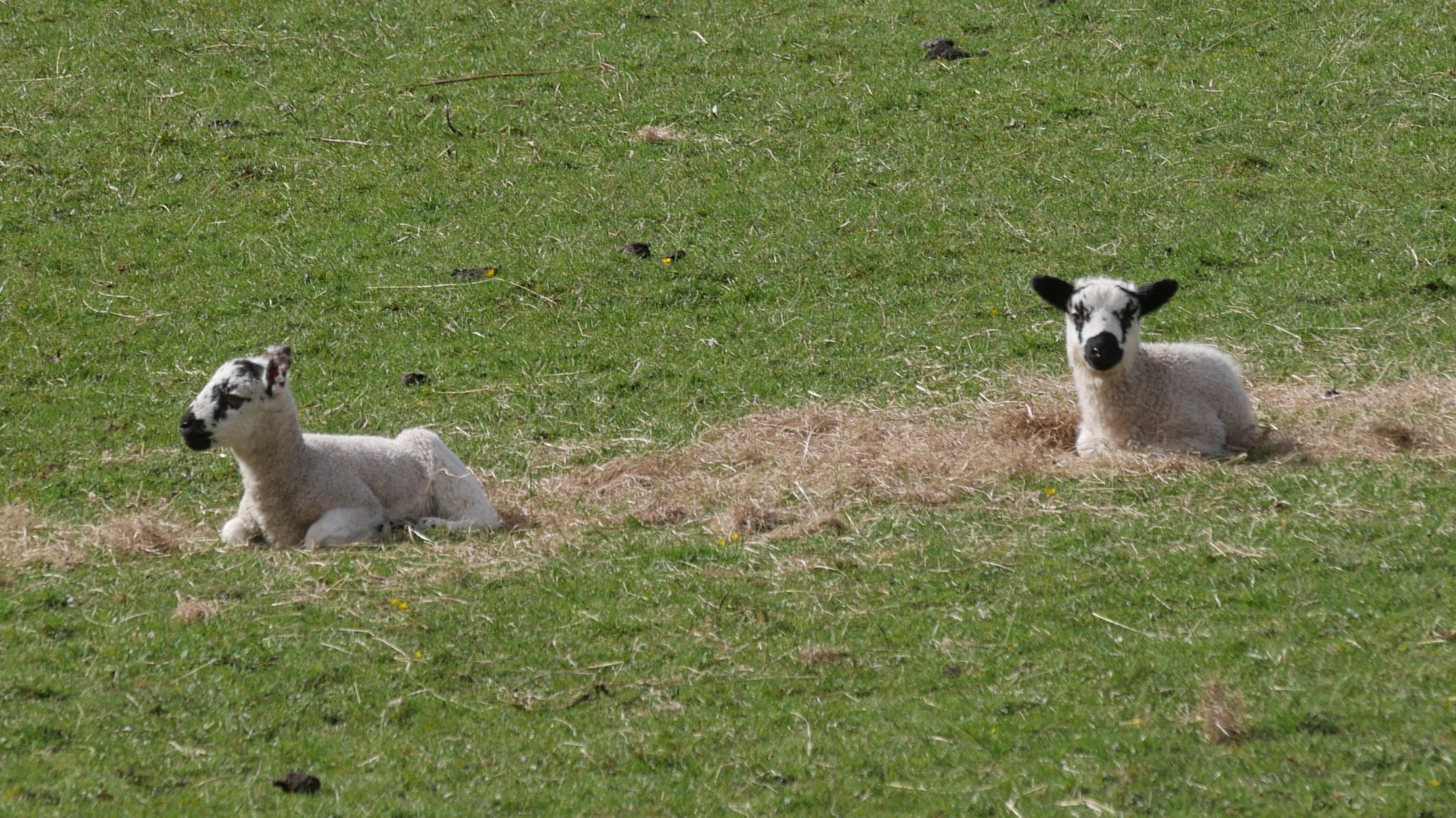 Yorkshire Dales | North | National Trust